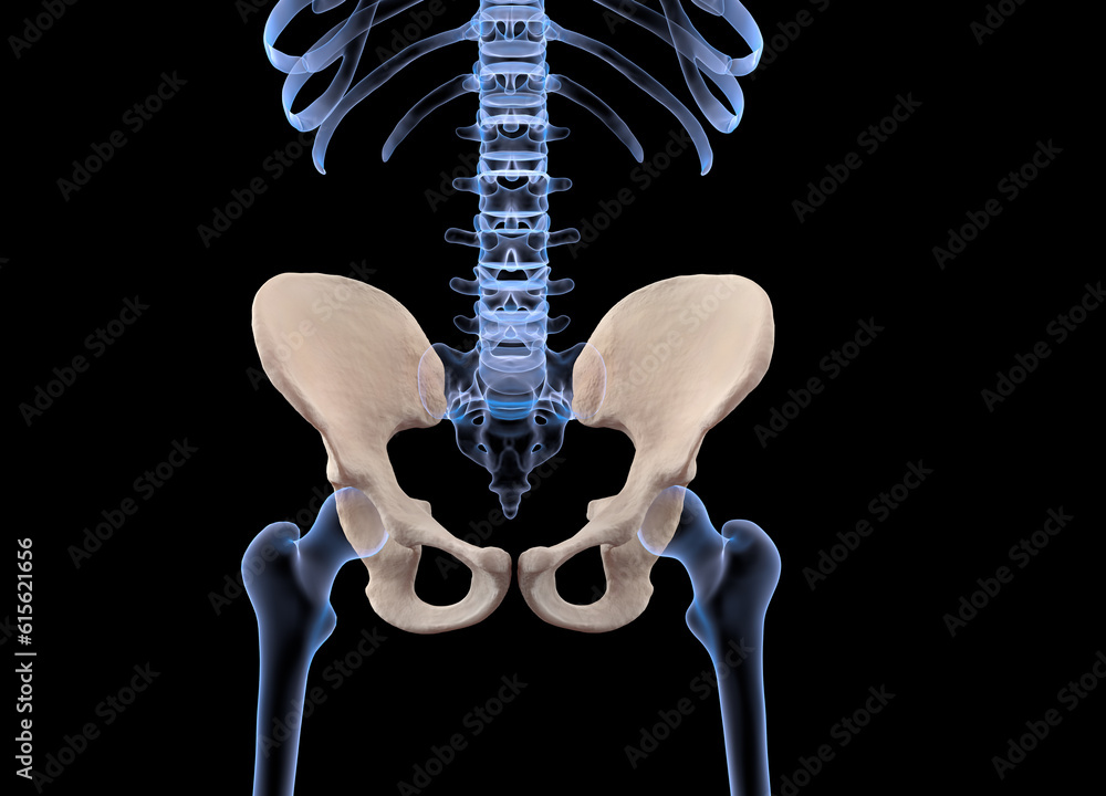 Pelvic bone front view on x-ray skeleton Stock Illustration | Adobe Stock