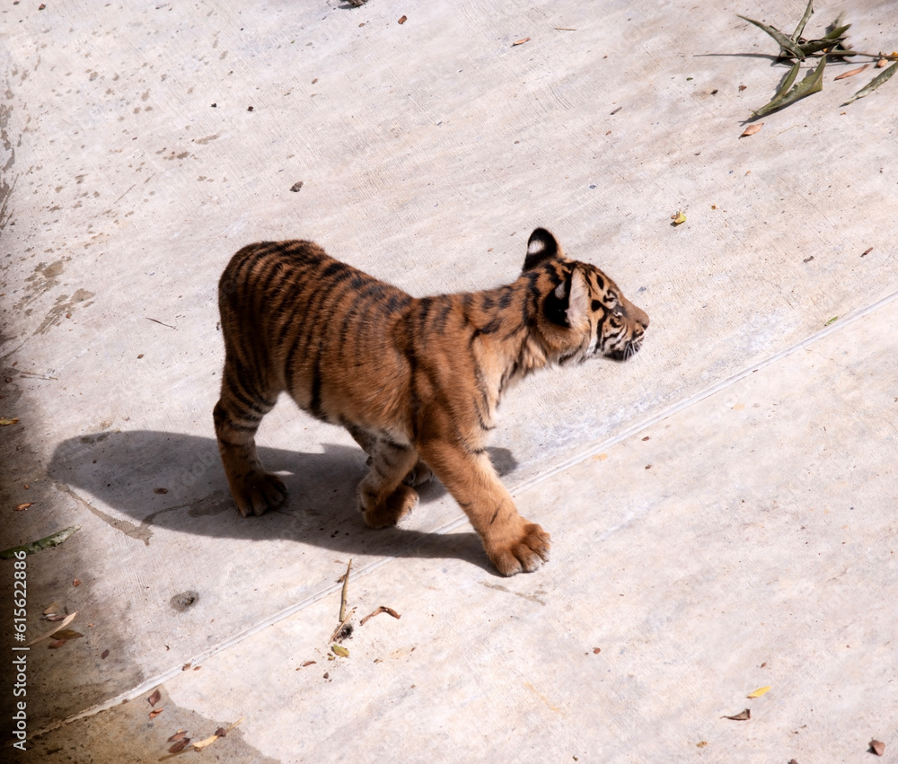 Tiger cubs are born with all their stripes and drink their mother's ...