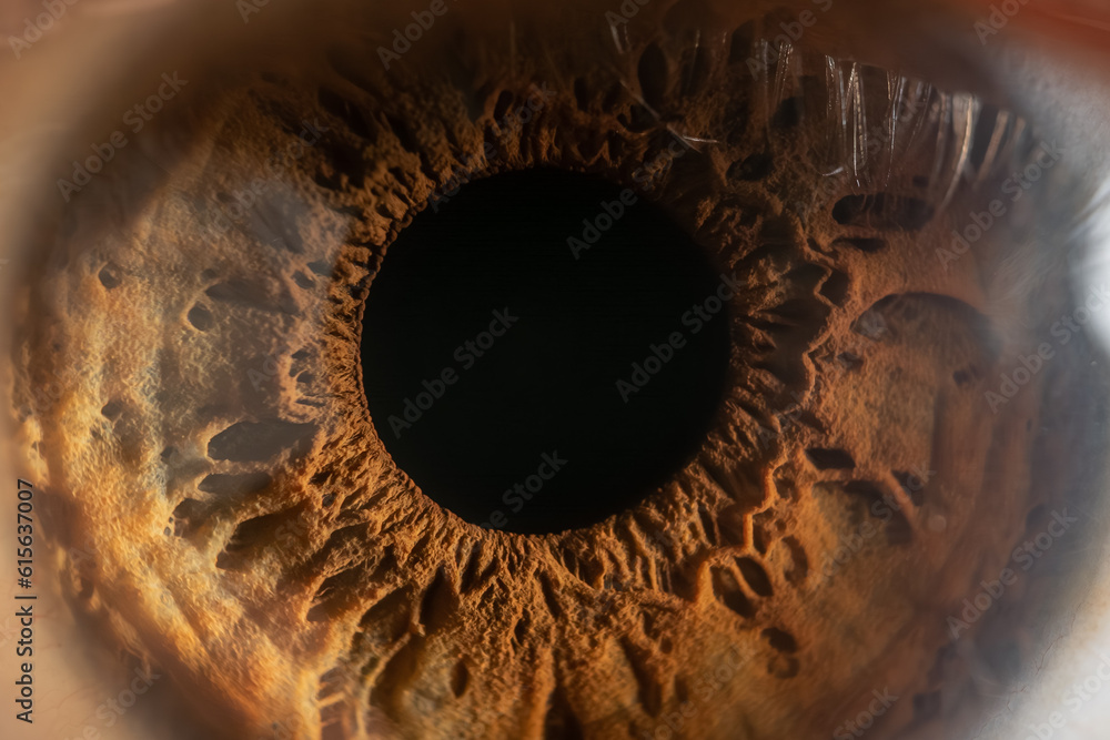 Female Brown Colored Eye With Long Lashes Close Up. Structural Anatomy ...