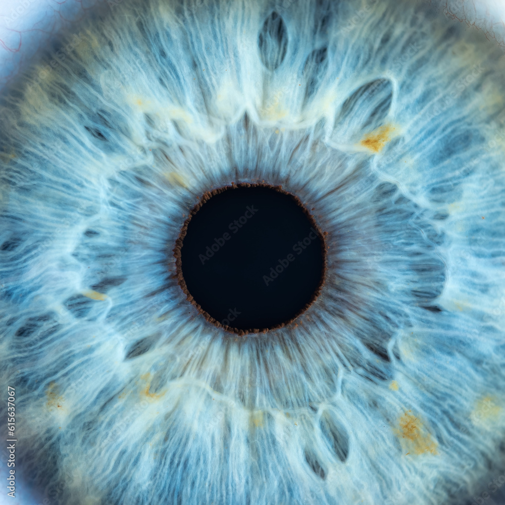 Male Blue Colored Eye With Long Lashes Close Up. Structural Anatomy ...