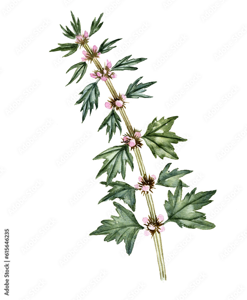 watercolor drawing motherwort plant with flowers and green leaves ...