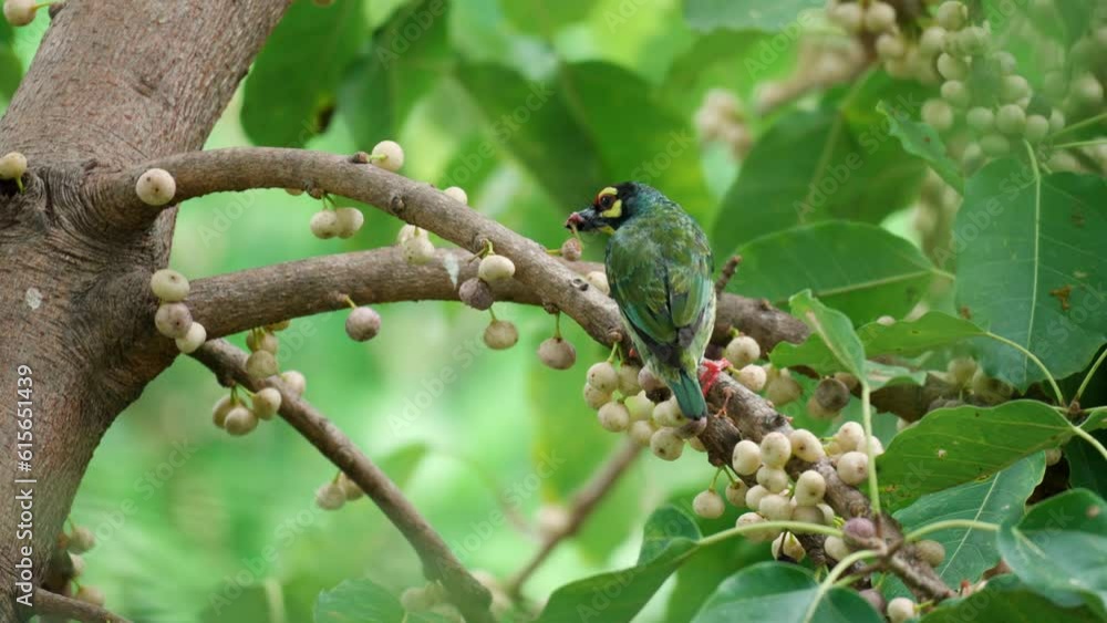Coppersmith Barbet Bird Eating Syconus Fruit Perched on Sea Fig Tree ...