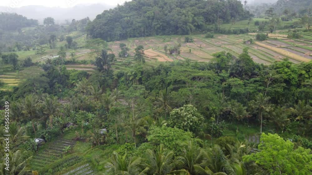 Balinese villager Houses and Farms among Palm Trees, green Terraces and ...