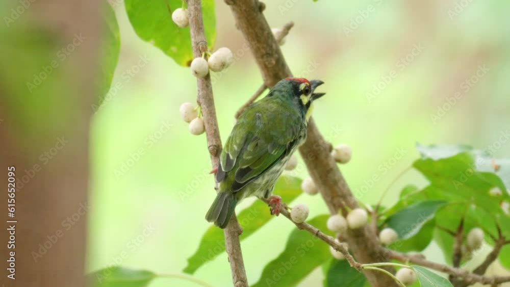 Coppersmith Barbet Bird Eating Syconus Fruit Perched on Sea Fig Tree ...