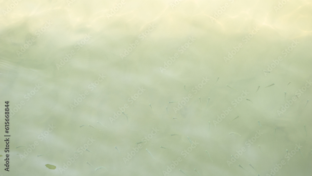 Green Sea Water Texture Background Stock Photo | Adobe Stock