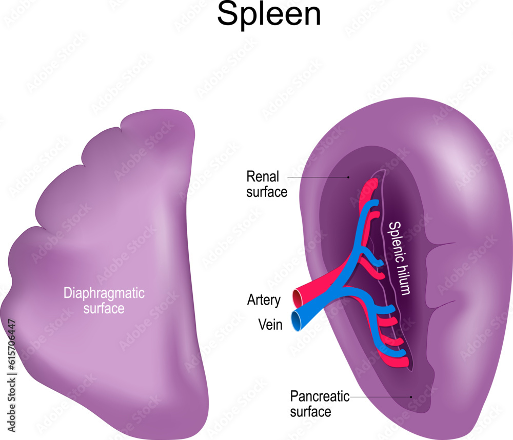 Spleen. Realistic vector illustration. isolated on white background ...