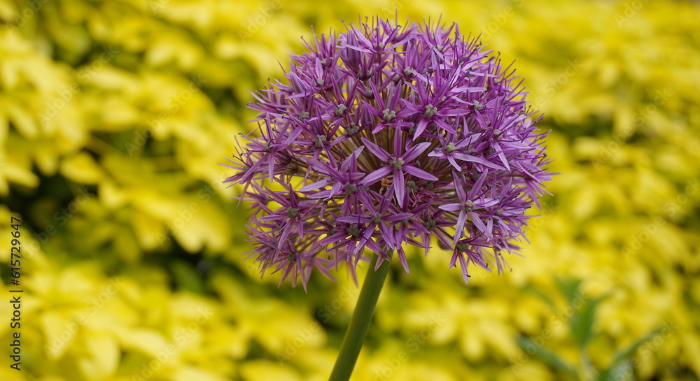 Bright and showy Allium Giganteum flower close up. Vivid giant ball of ...