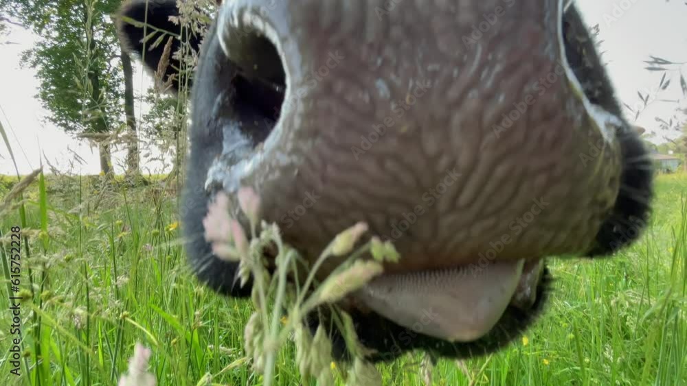 Extreme close-up video of a curious Friesian Holstein dairy cow with ...