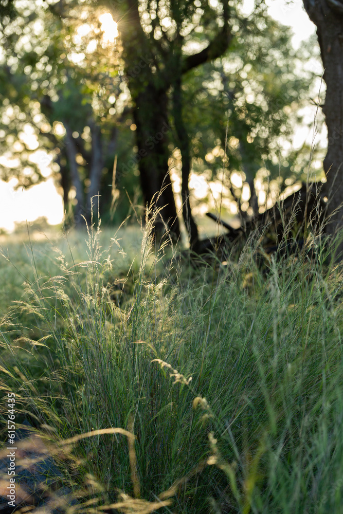 Backlit stalks of long green grass in farm paddock with trees making ...