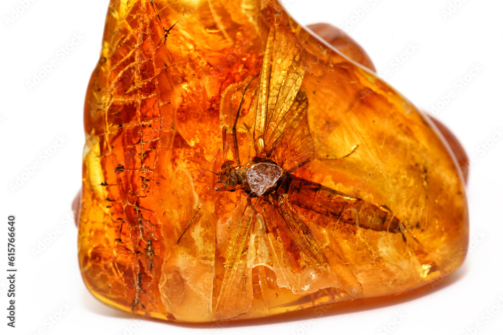 Foto Stock Rare insects in amber on the white background. Sun stone ...
