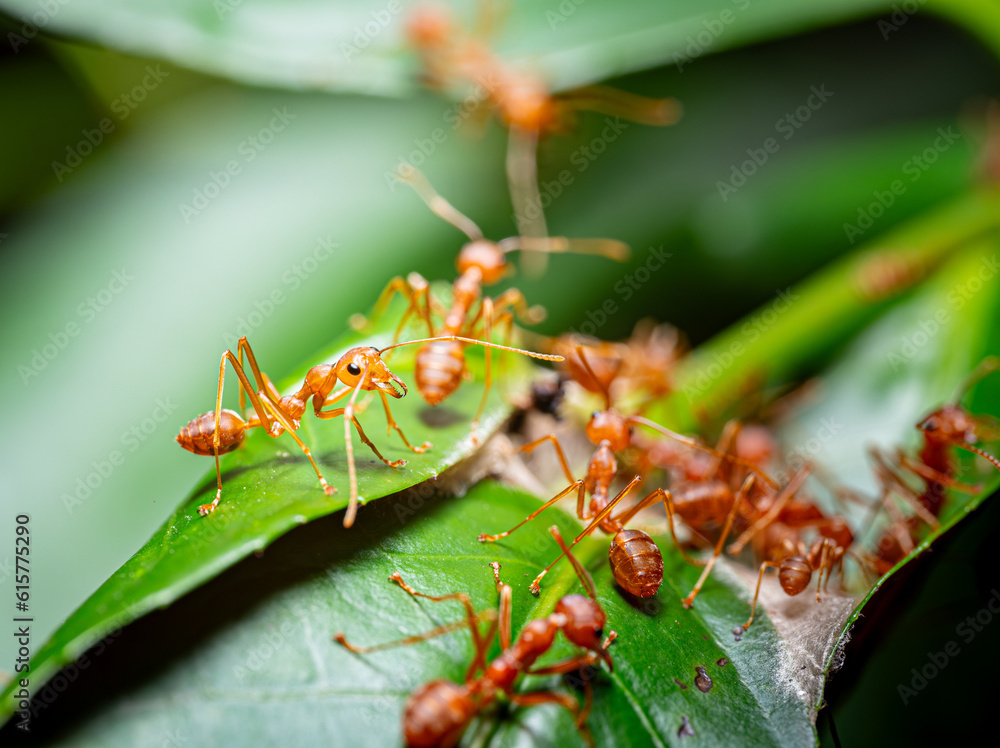 Red ants or Oecophylla smaragdina of the family Formicidae found their ...