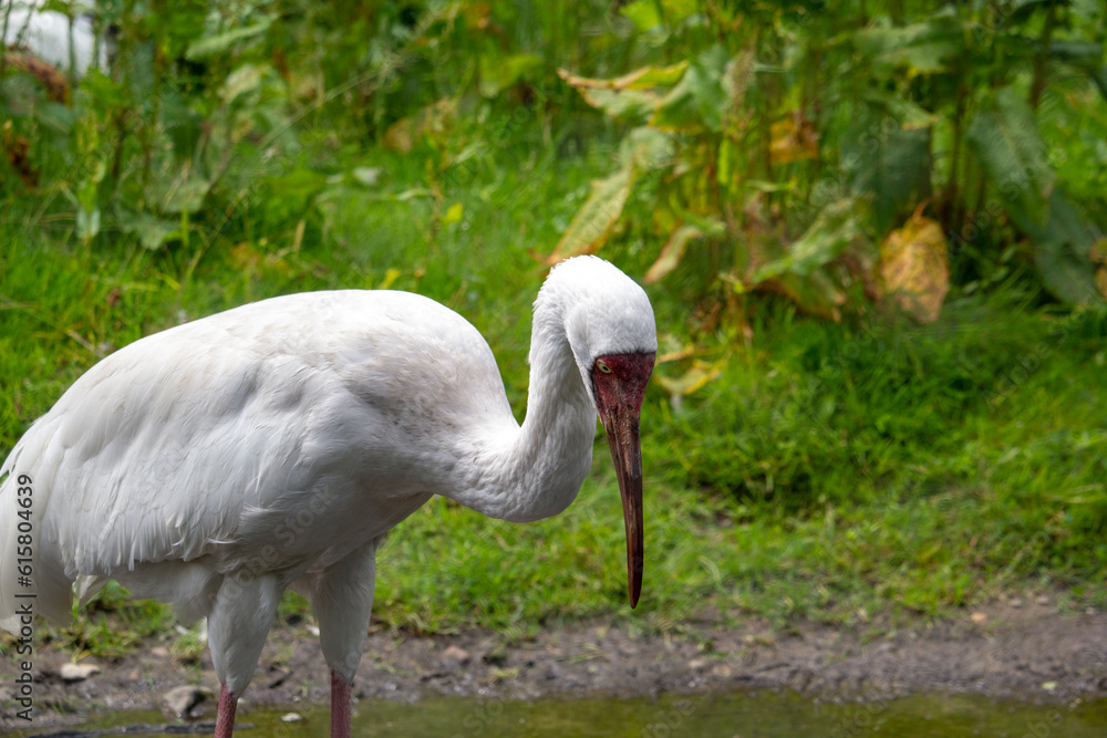 Siberian crane. Leucogeranus leucogeranus. Siberian white crane, snow ...