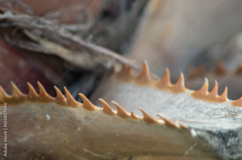 Foto de Spike-like growths on the edging of the leaves of some types of ...