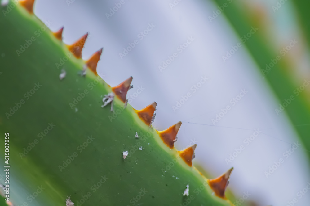 Spike-like growths on the edging of the leaves of some types of palms ...