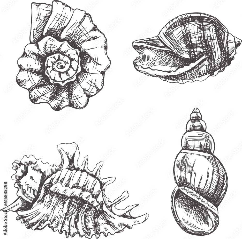 Seashells, ammonite vector set. Hand drawn sketch illustration ...