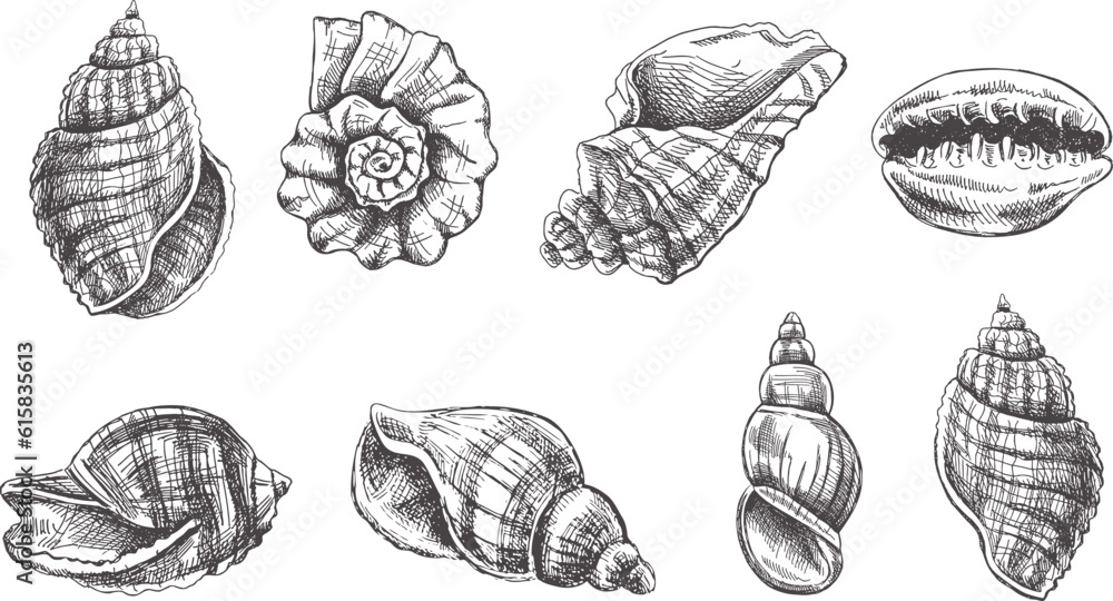 Seashells, ammonite vector set. Hand drawn sketch illustration ...