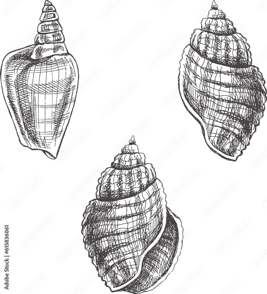 Seashells, ammonite vector set. Hand drawn sketch illustration ...