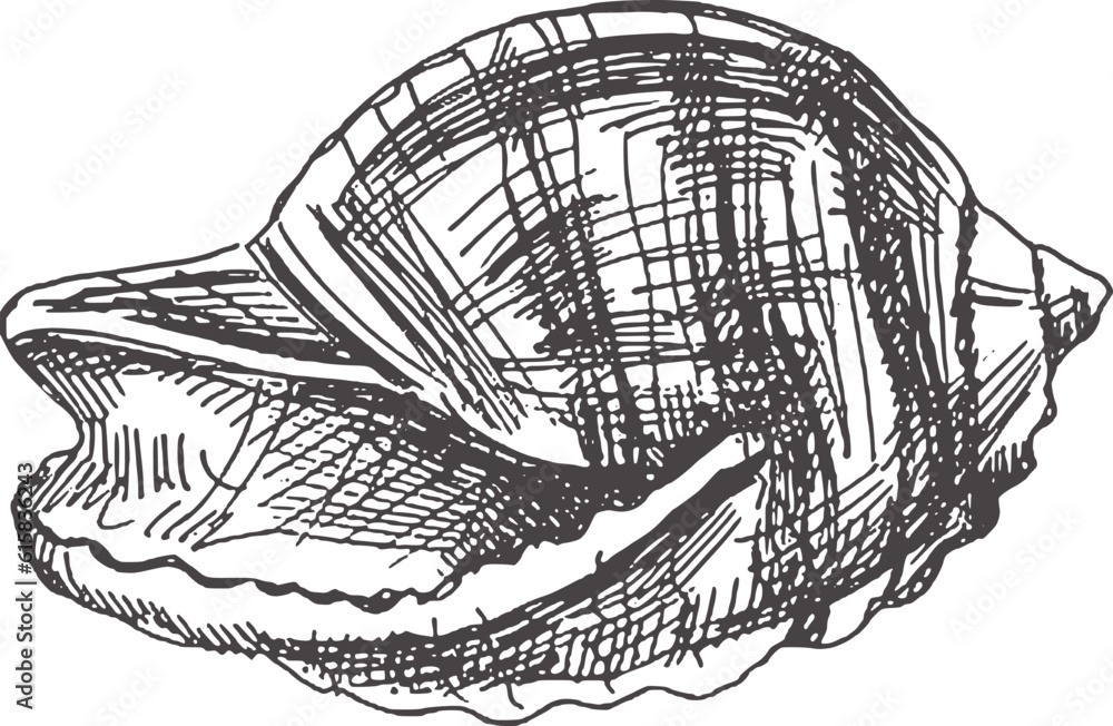 Hand drawn sketch of seashell, clam, conch. Scallop sea shell, sketch style vector illustration ...