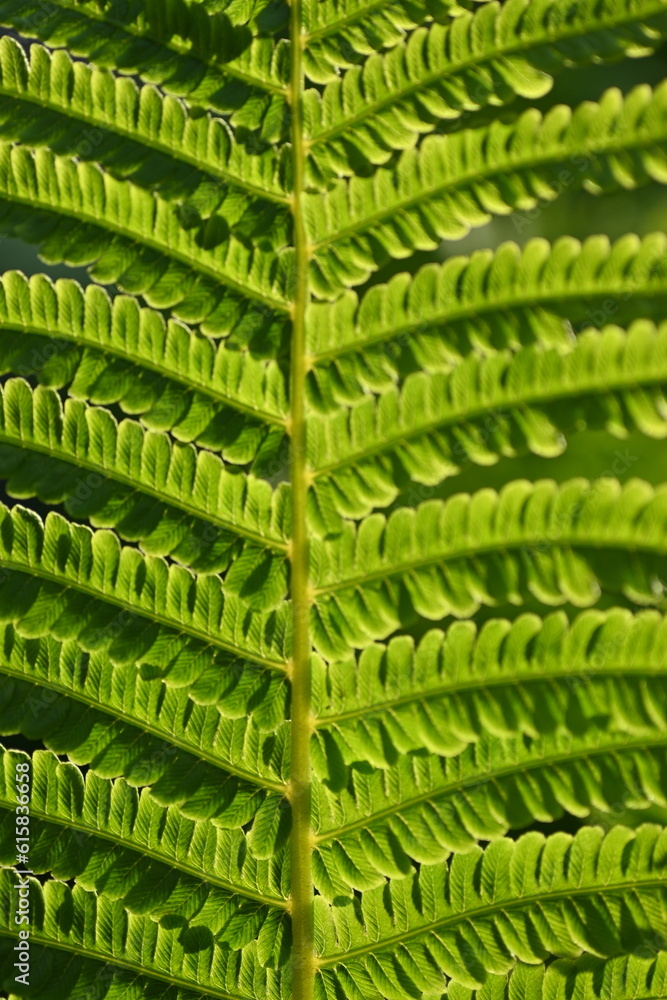 Texture of fern leaves close-up, soft green fern leaf close-up ...