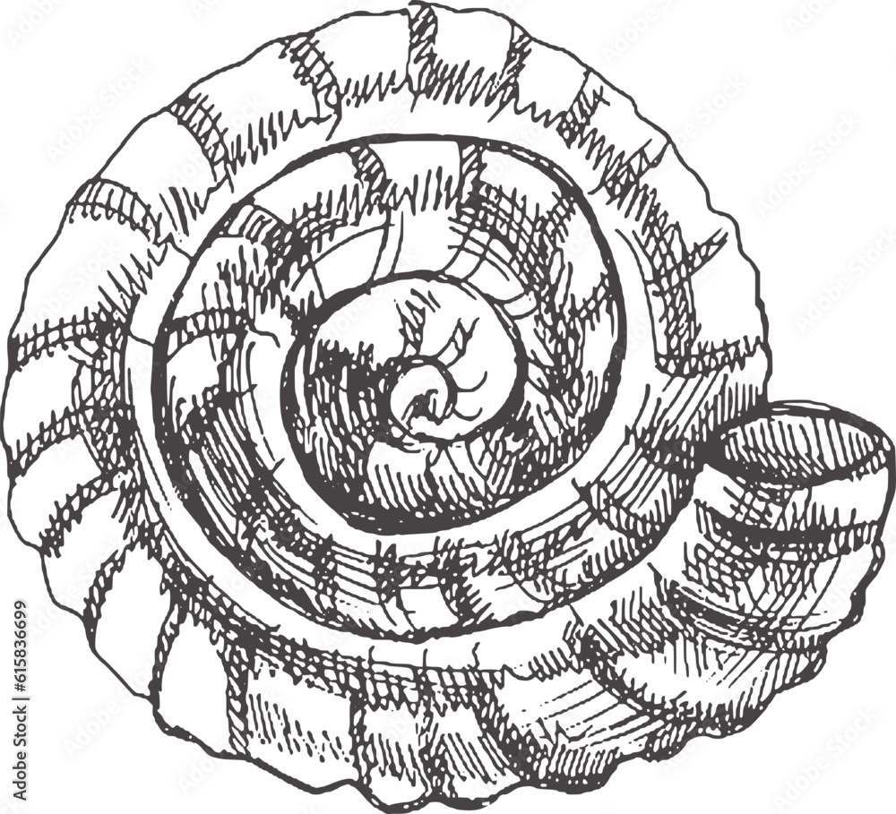 Hand drawn sketch of prehistoric ammonite, seashell. Sketch style ...