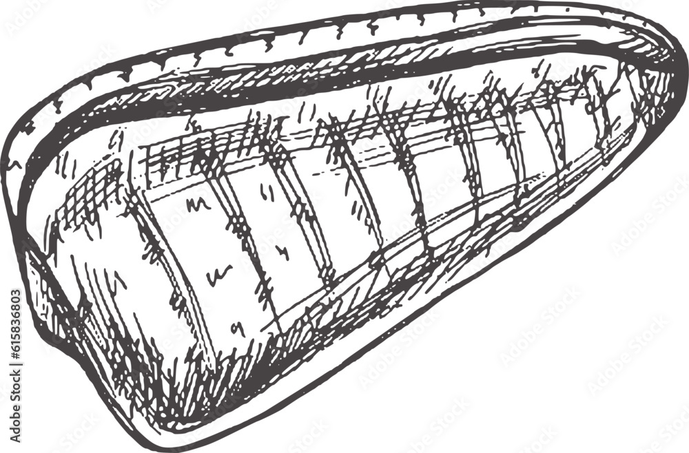 Hand drawn sketch of seashell, clam, conch, whelk. Scallop sea shell ...