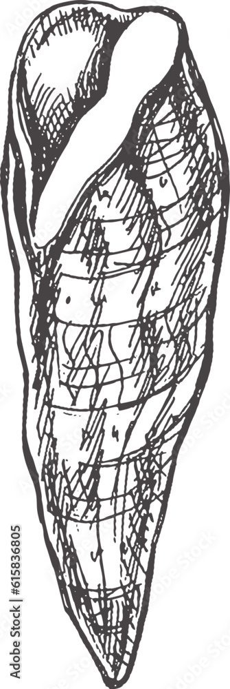 Hand drawn sketch of seashell, clam, conch, whelk. Scallop sea shell ...