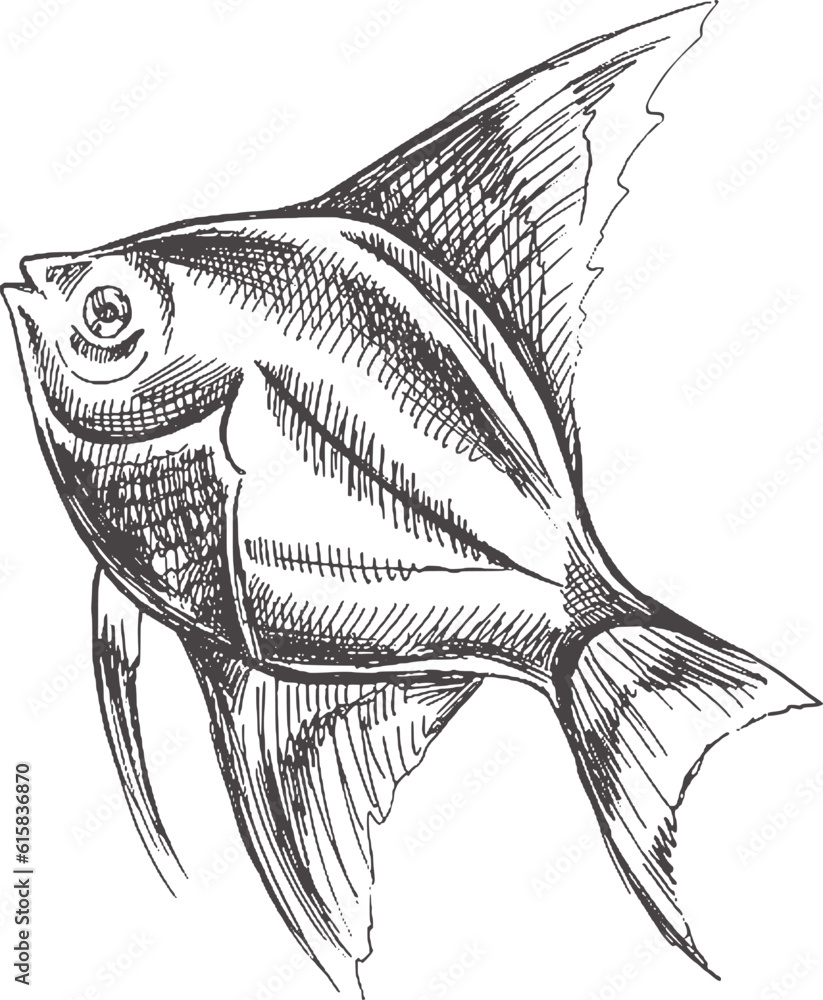 Tropical fish illustration, drawing, engraving, ink, line art, vector ...