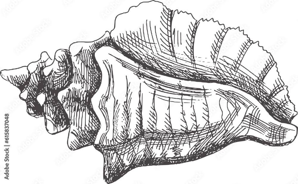 Hand drawn sketch of seashell, clam, conch. Scallop sea shell, sketch ...