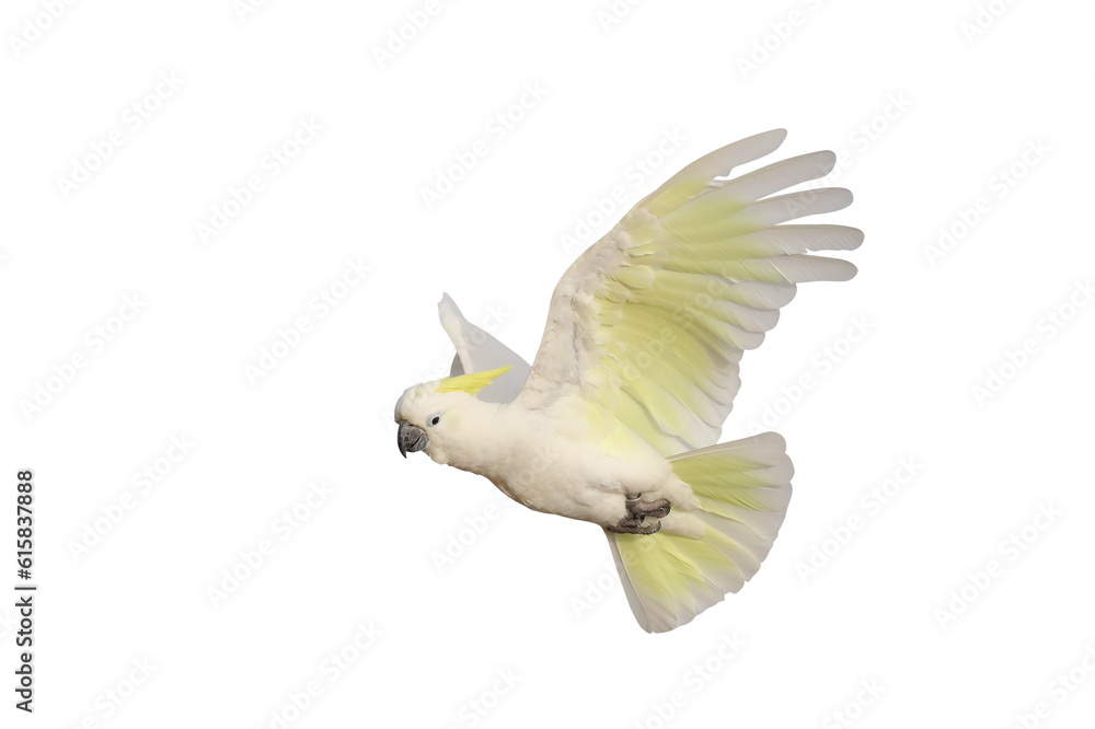 Beautiful of Cockatoo parrot flying isolated on transparent background ...