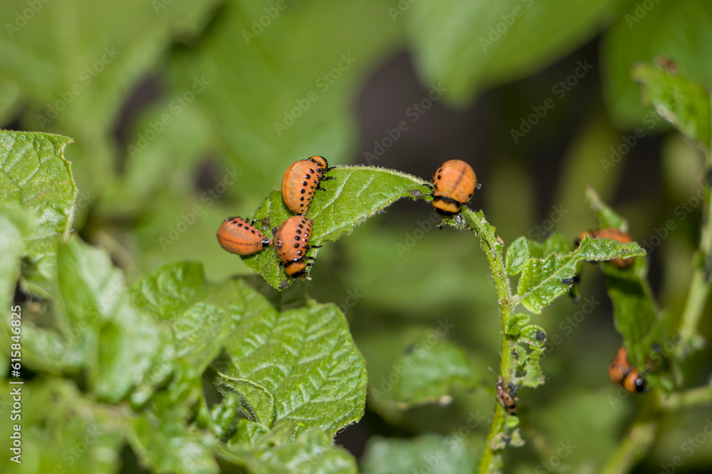 Leptinotarsa decemlineata. Colorado potato beetle larvae on potato ...