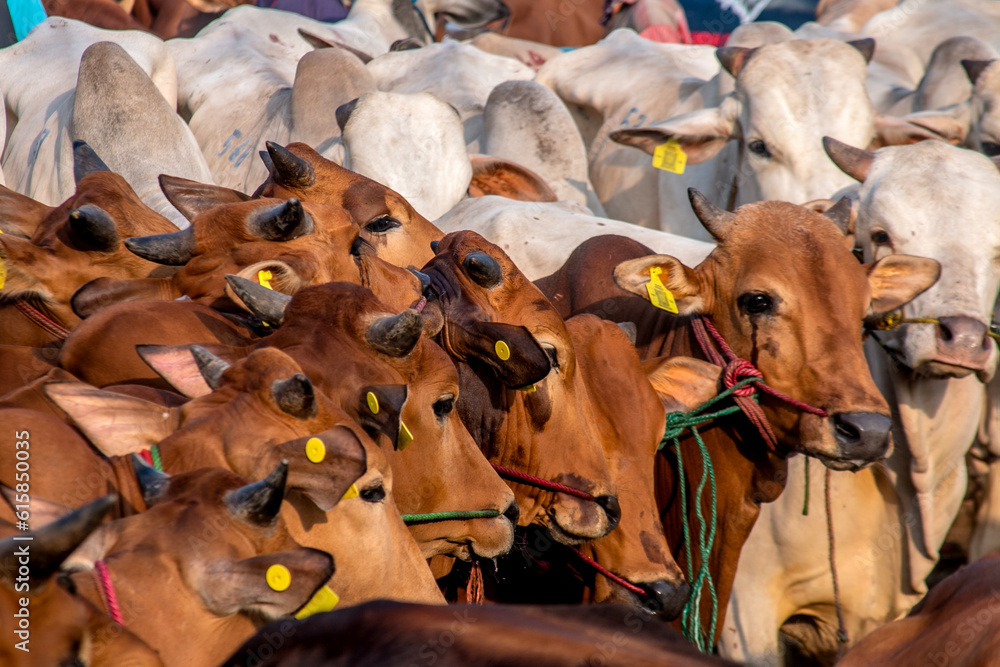 Cattle being sold at the Jonggol Animal Market, Bogor Regency, on June ...