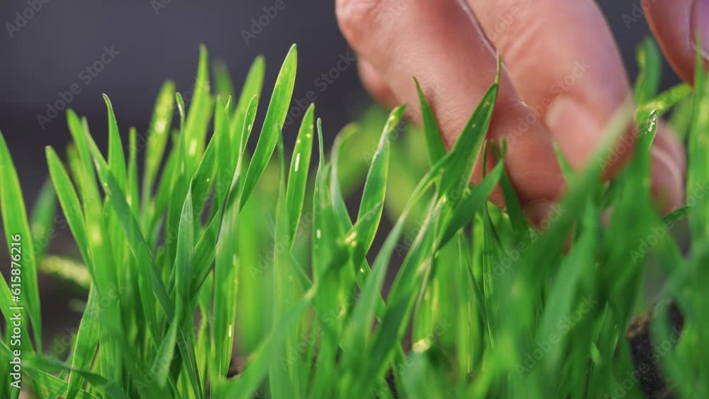 Agriculture. hand water one green wheat in the soil field water drops ...