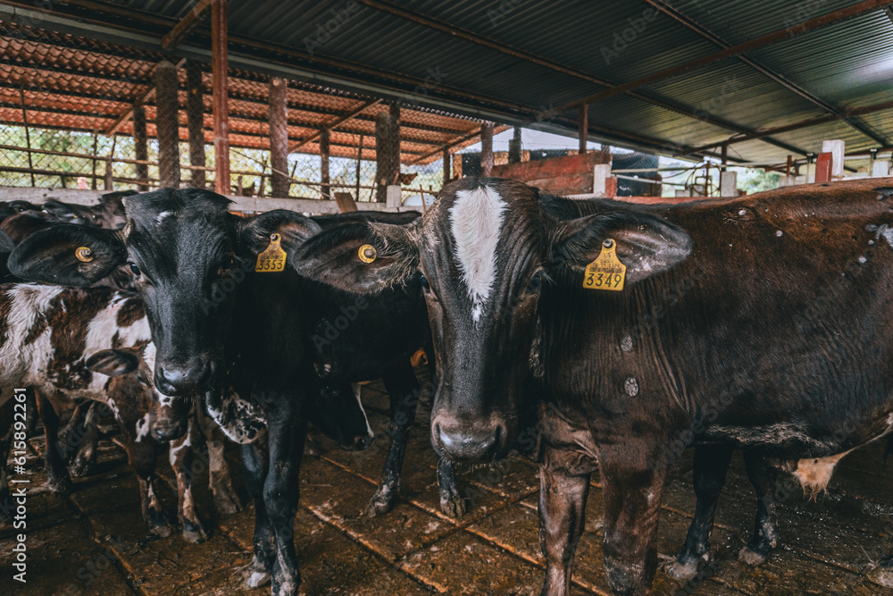 Vacas en corral Stock Photo | Adobe Stock