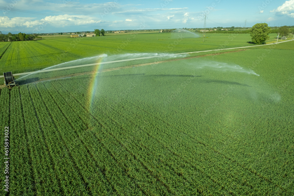 Rural field planted with garlic using hose reel system pumping water ...
