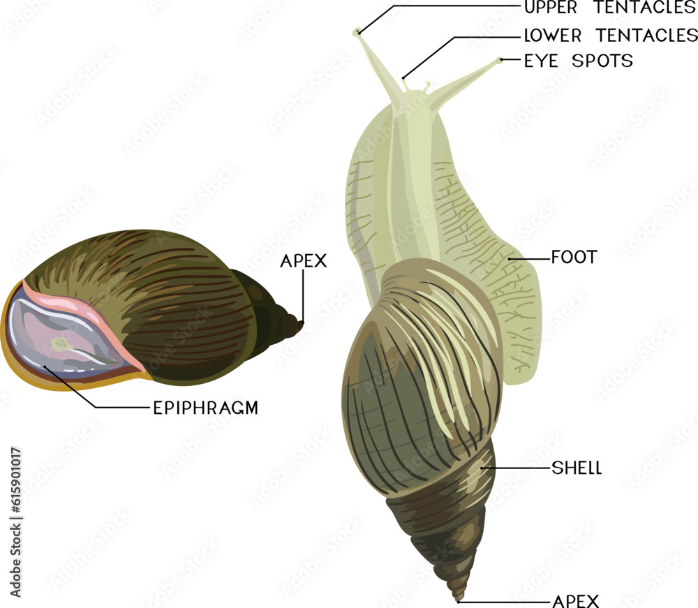 External anatomy of common air-breathing land snail. Structure of Giant ...