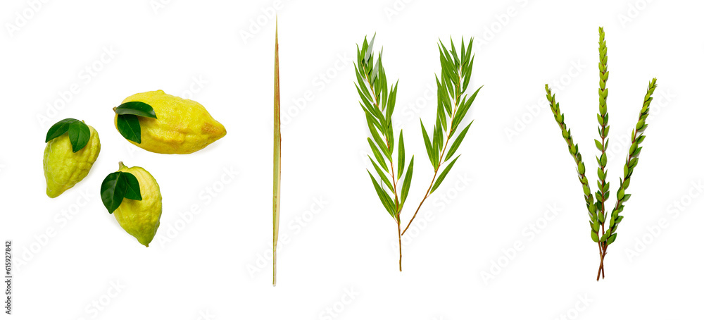 Jewish holiday of Sukkot. Traditional symbols (The four species): Etrog ...