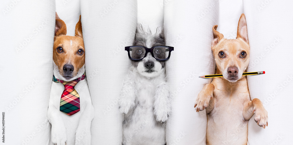 office businessman couple team of dogs as boss and chef , busy and ...