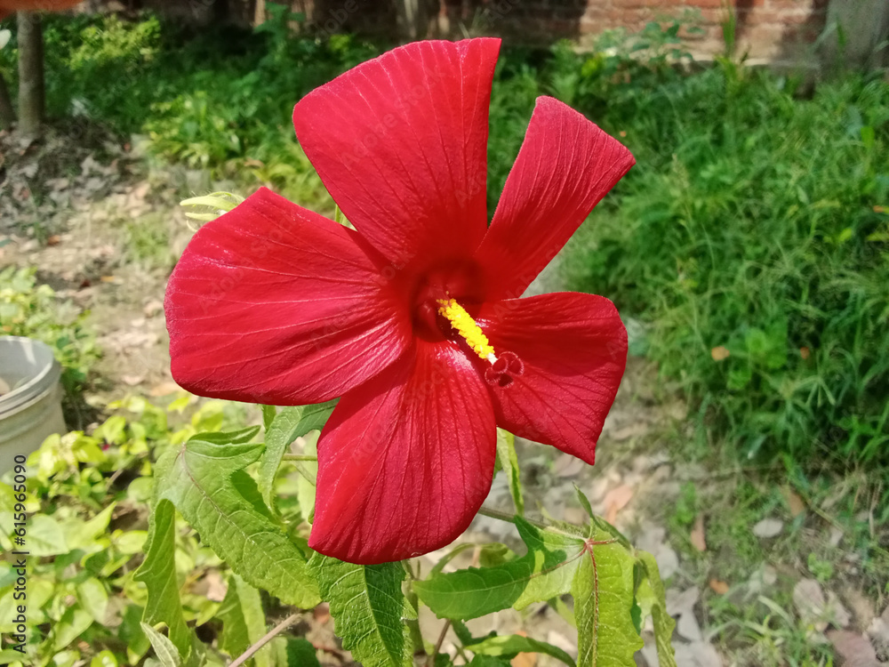red hibiscus flower, Hibiscus coccineus It is also known as the Texas ...