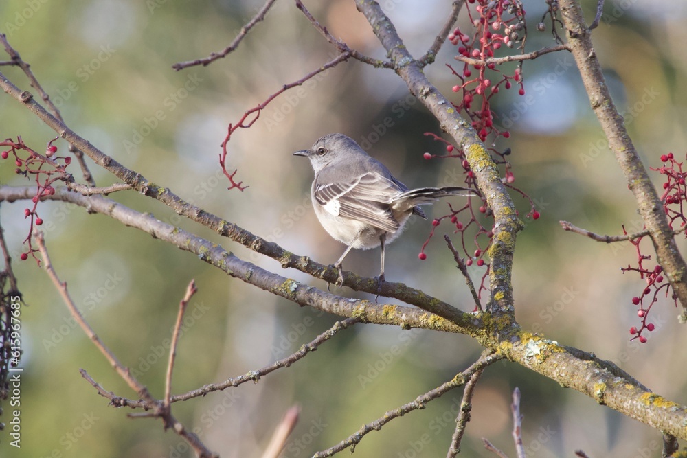 Santa Rosa, California is the largest city in California's Redwood ...