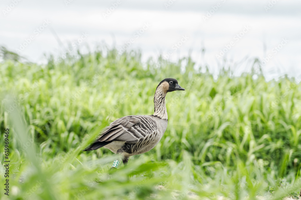 Foto de The nene (Branta sandvicensis), also known as the nēnē or the ...