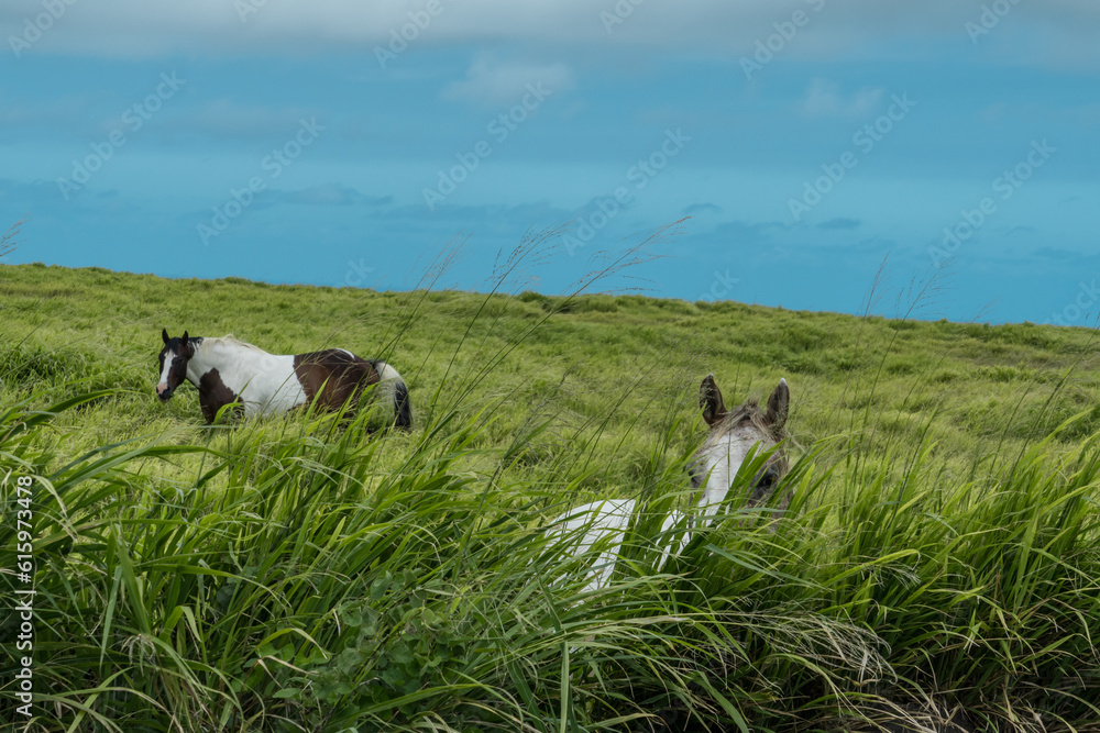 Horses in pasture, South Point Road, Big island, Hawaii. Megathyrsus ...