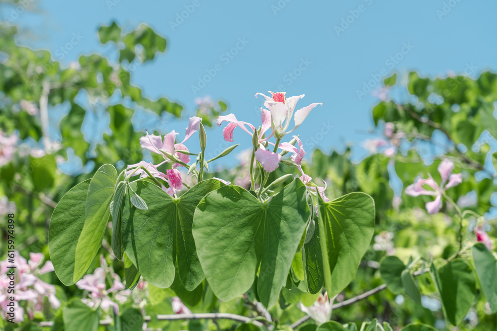 Bauhinia monandra is a species of leguminous trees, of the family ...
