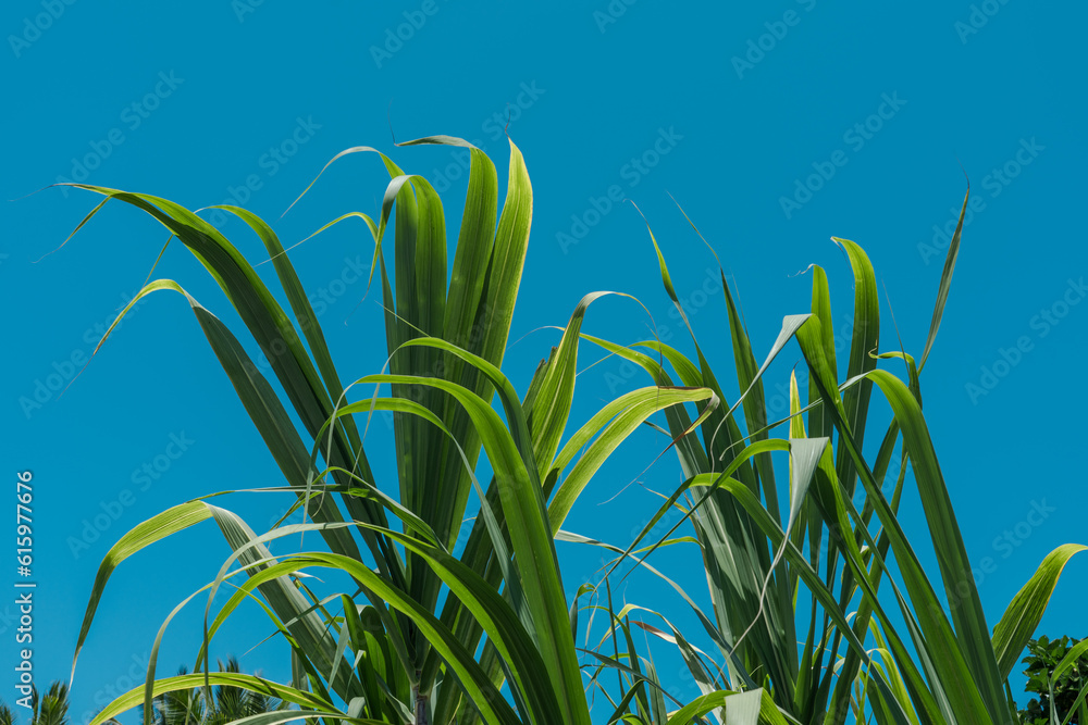 Saccharum officinarum is a large, strong-growing species of grass in ...
