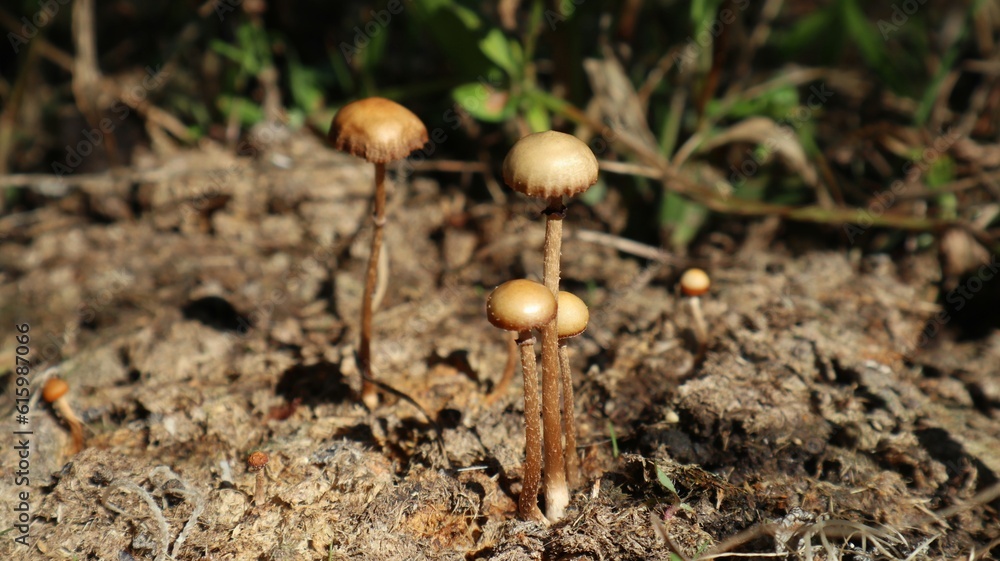 Magic mushrooms or Psilocybin mushrooms are a type of mushroom that ...