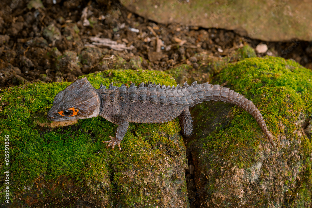 Red-Eyed Crocodile Skink (Tribolonotus gracilis), animal closeup Stock ...