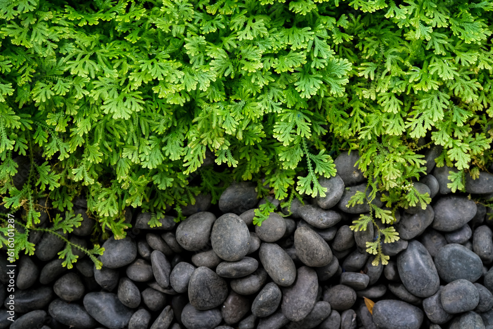Black Rocks and Leaves Picture The image features a green tree with ...