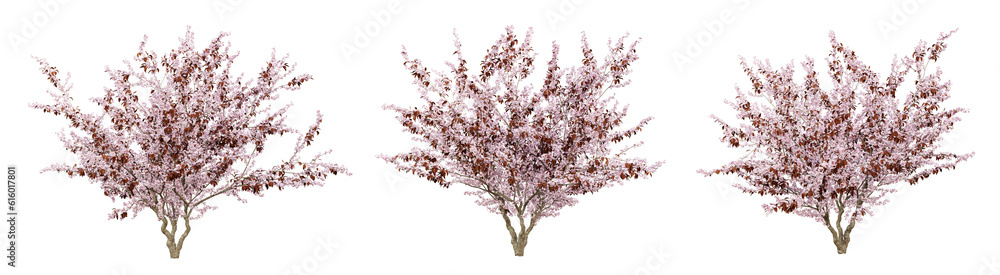 Prunus cerasifera tree on transparent background, png plant, 3d render ...