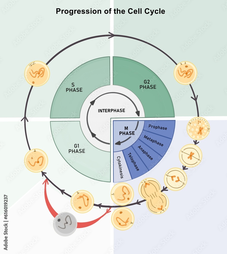 Cell Cycle and its progression Stock Illustration | Adobe Stock