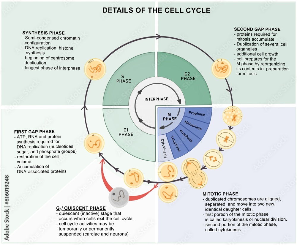 Cell Cycle and its progression Stock Illustration | Adobe Stock