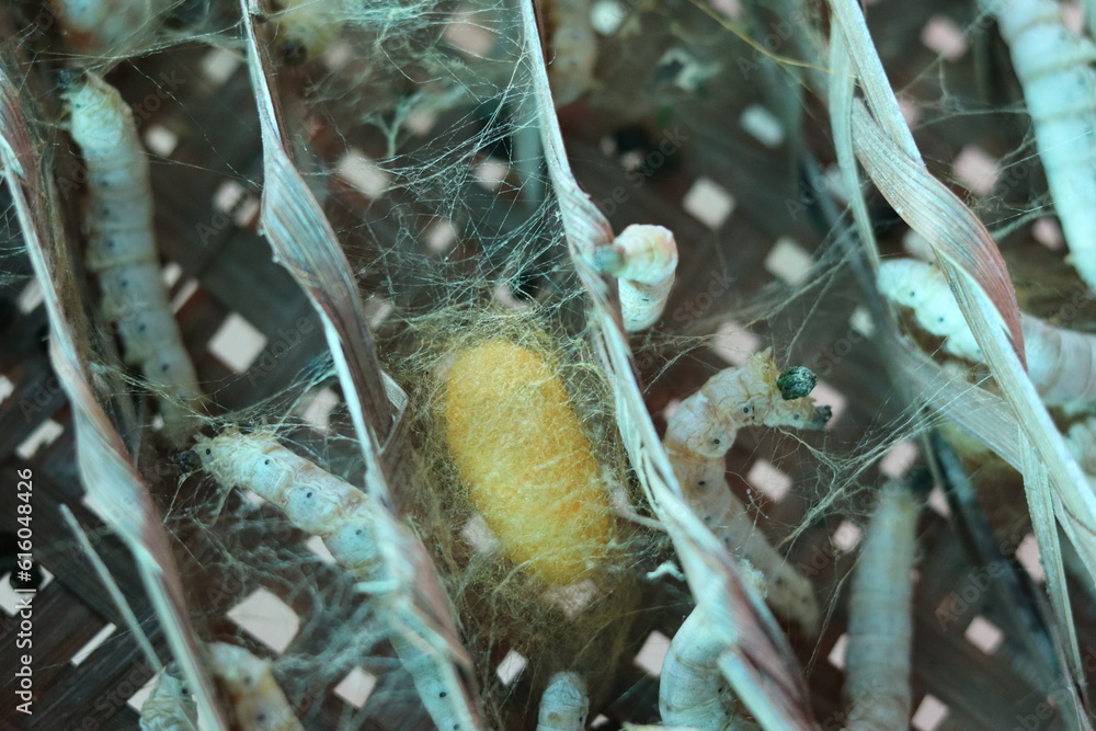 Silkworm in a yellow cocoon. The Life Cycle of Silkworm concept. Stock ...